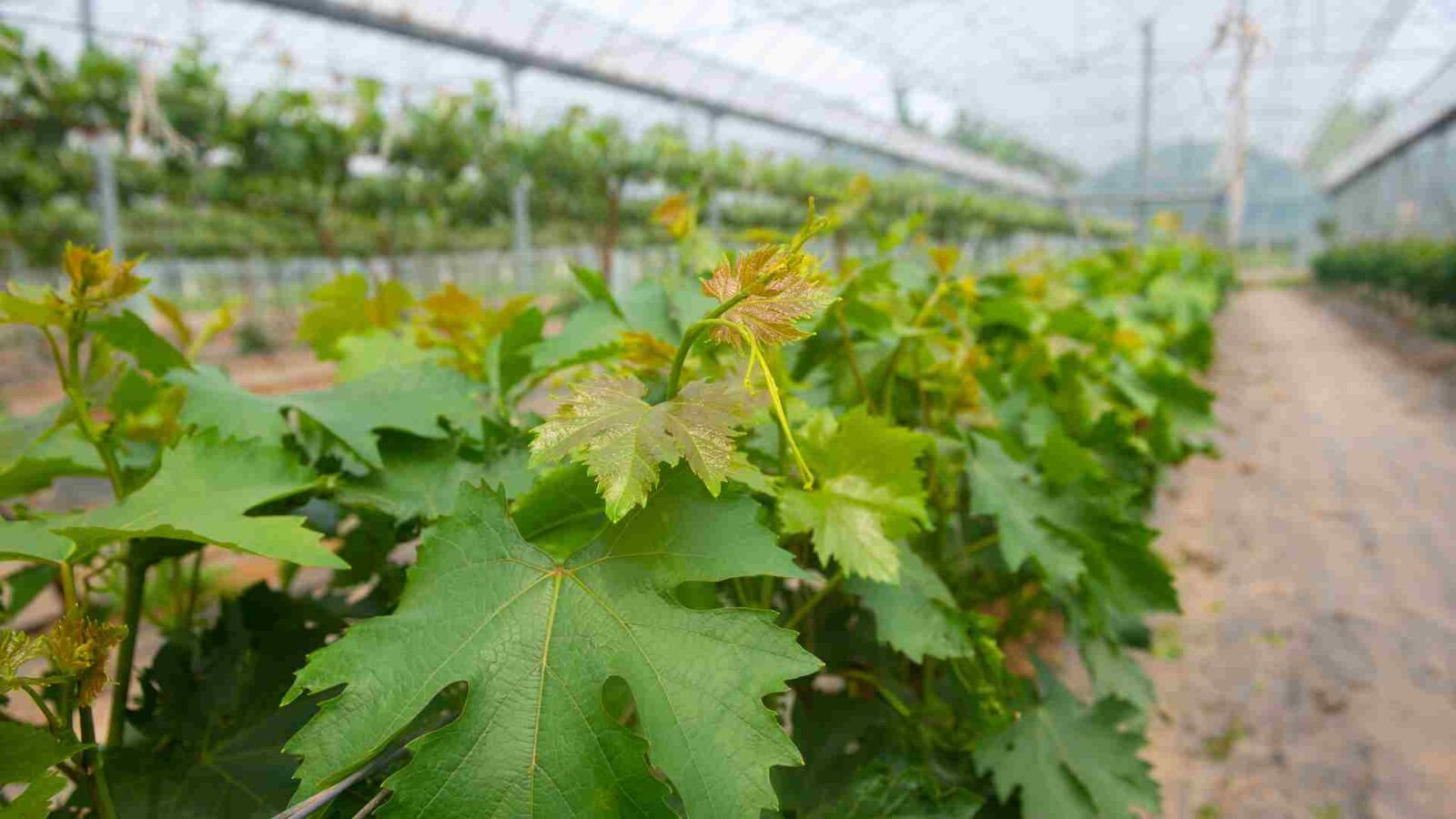 Discovering the Vineyard in Sorsogon, in the Heart of Laboy - The Vineyard Patio