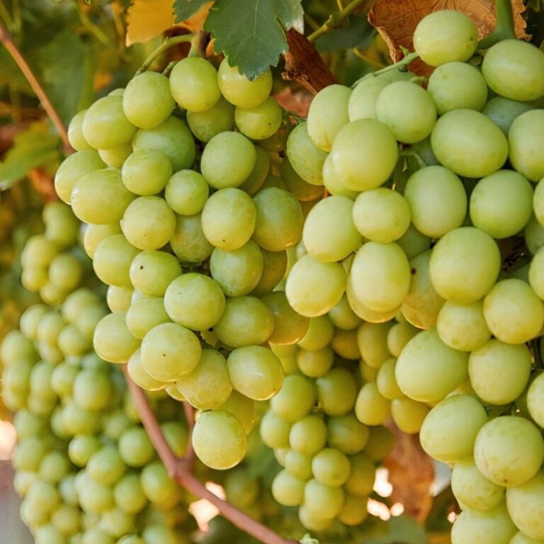 Autumn Crisp Grapes - The Vineyard Patio