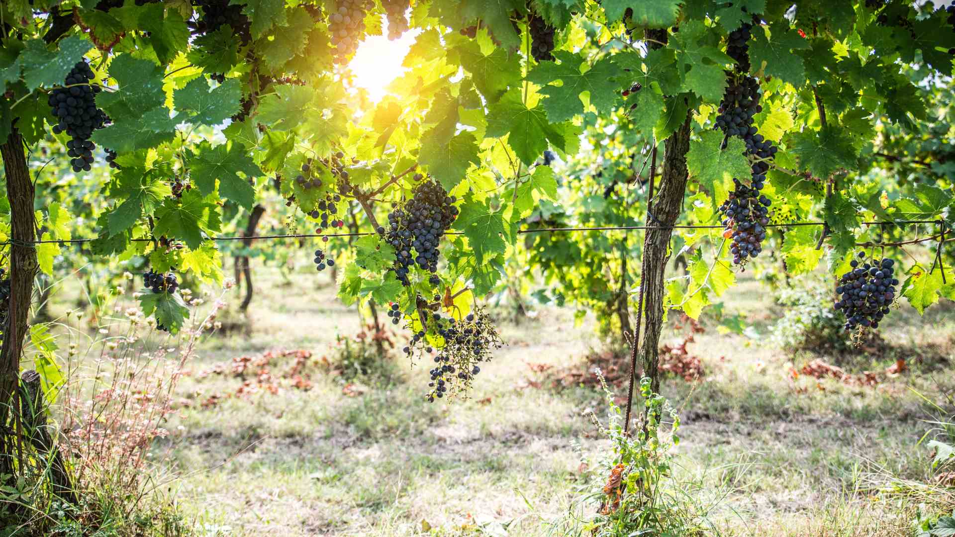 Things You Can Do at The Vineyard Patio - The Vineyard Patio