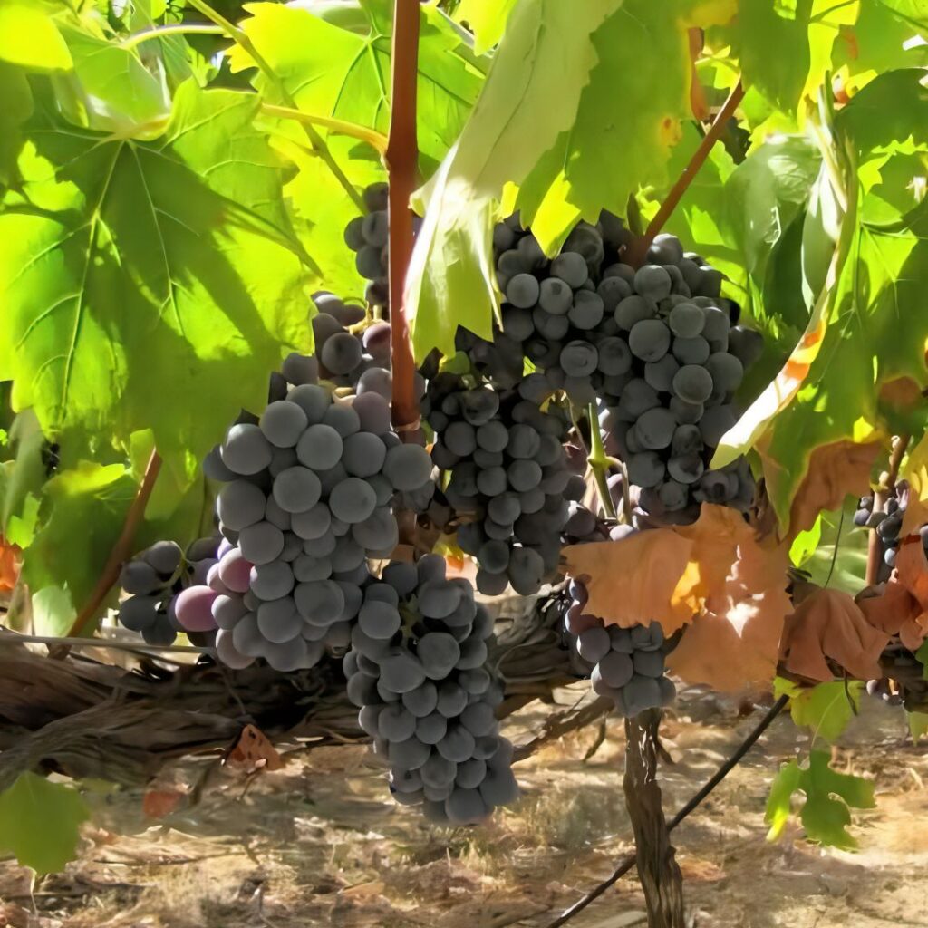 Autumn Crisp Grapes - The Vineyard Patio