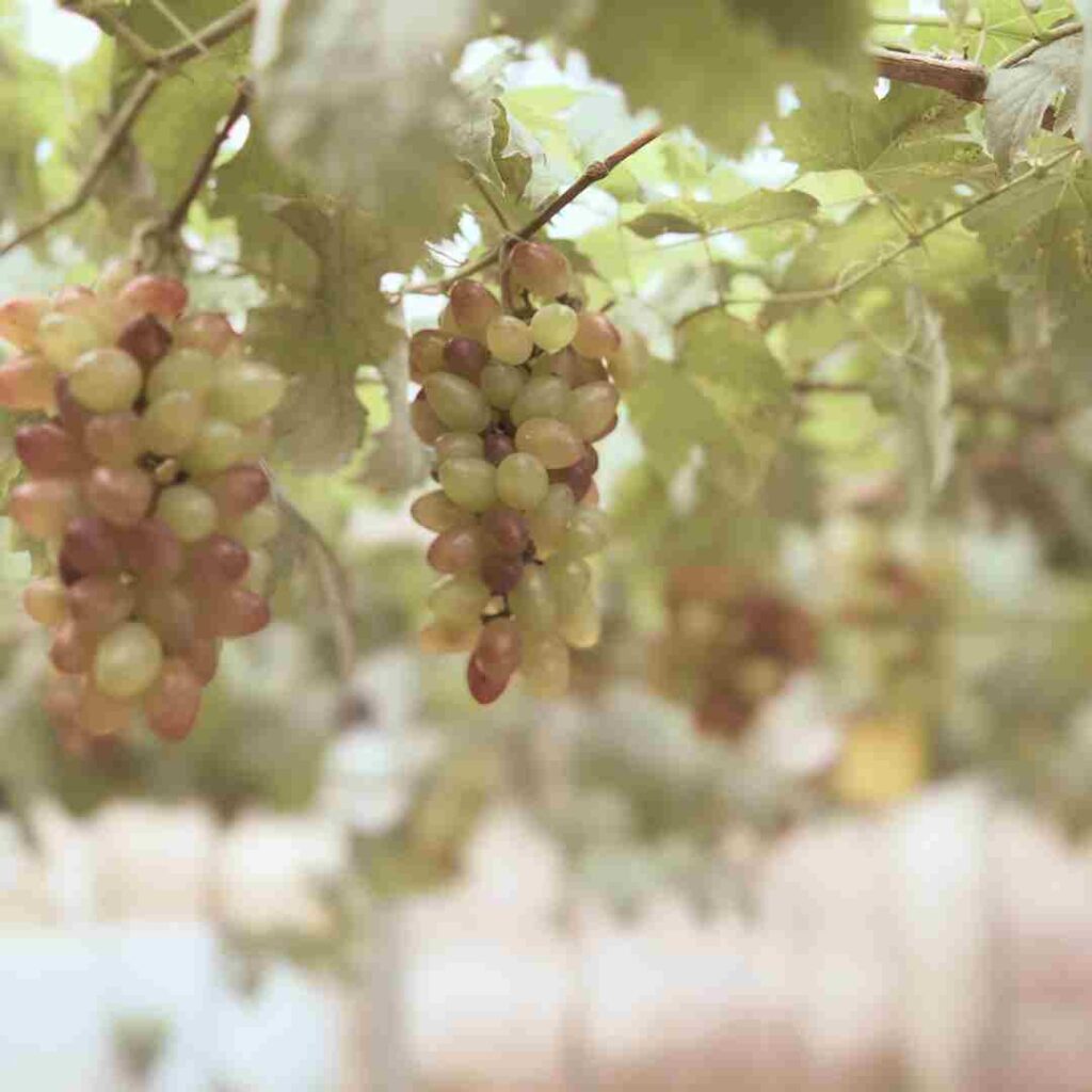 7 Must-Visit Sorsogon Tourist Spots - The Vineyard Patio